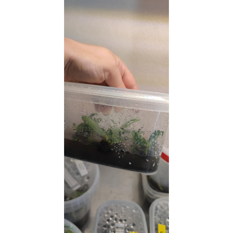 Flacon Orchidée / Orchid flask Phalaenopsis venosa