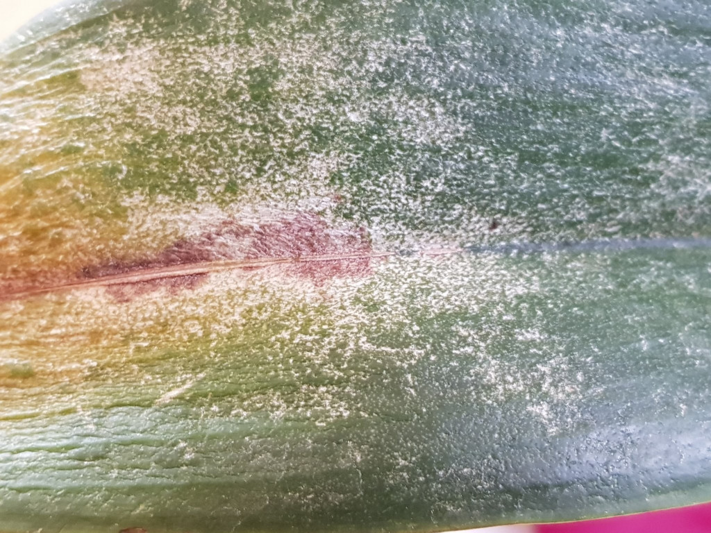 Les acariens ou araignées rouges