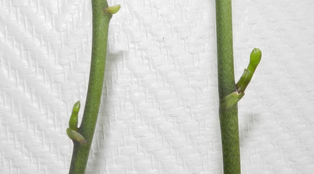 Orchid Cloning via Floral Stem: Explore methods and tips to multiply ...
